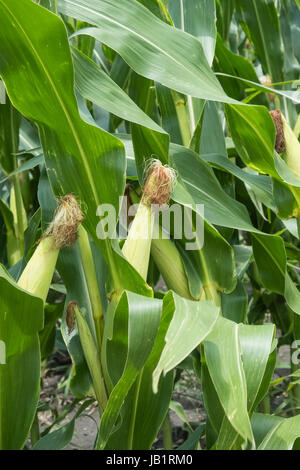 Closeup of a corn tassel in corn field Stock Photo - Alamy