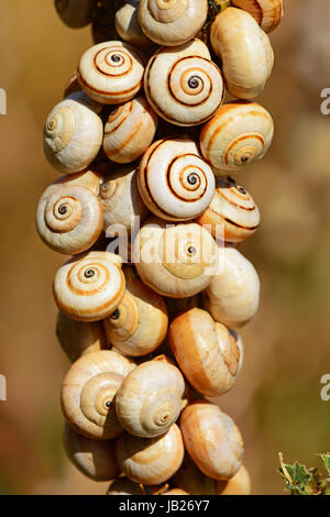 A group of snails aestivating clustered on a stem of a plant in a hot ...