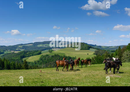 horses, meadow, Bucklige Welt, Krumbach, Wiener Alpen, Alps ...