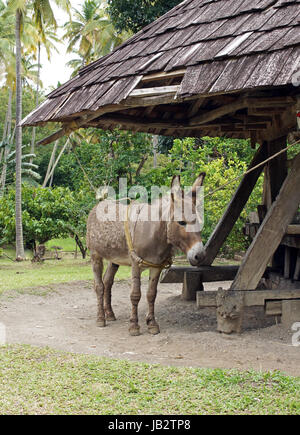 Donkey working on a historic cane mill, Saint Lucia, Caribbean Stock ...