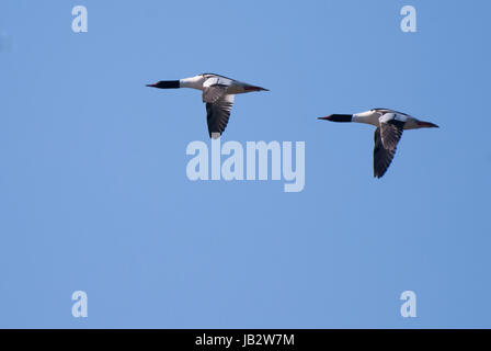 Common Mergansers Flying Across Blue Sky Stock Photo - Alamy