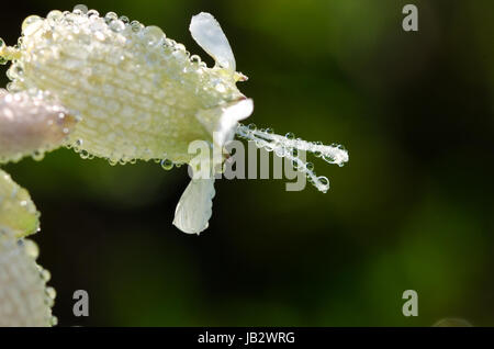 Dew Drops Forming on Flower Stock Photo - Alamy