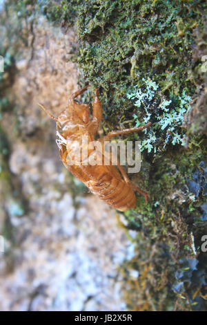 cicada shell which leave on the tree,insect from Thailand Stock Photo ...
