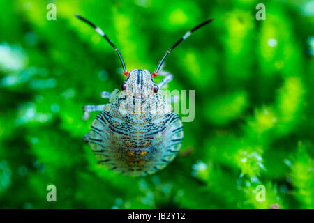 A colorful stink bug nymph (Pentatomidae) on lichens Stock Photo - Alamy