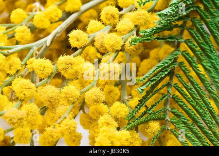 Mimosa background, extreme close up Stock Photo - Alamy