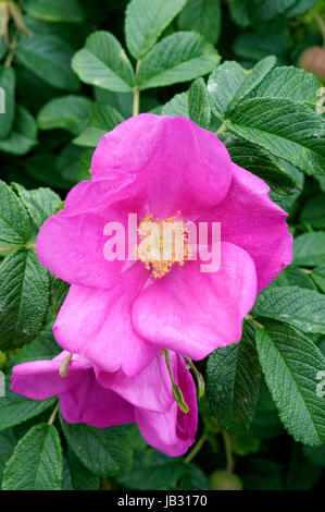 Close up of Nootka Rose (Rosa nutkana) wildflower rose pink blossom and ...