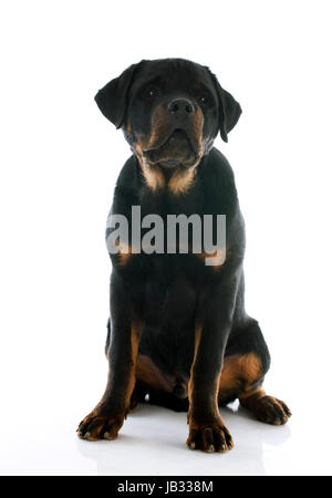 puppy rottweiler in front of white background Stock Photo - Alamy