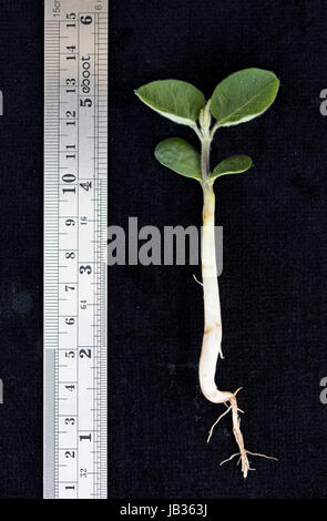 Soybean seedling at VC stage (Cotyledons and Unifoliate Leaves Fully ...