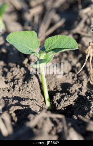 Soybean seedling at VC stage (Cotyledons and Unifoliate Leaves Fully ...