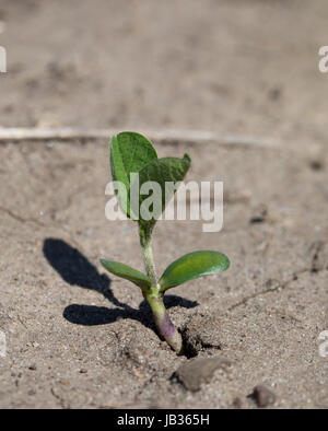 Soybean seedling at VC stage (Cotyledons and Unifoliate Leaves Fully ...
