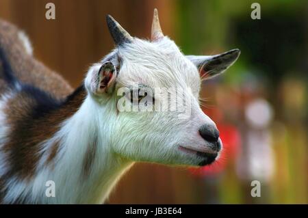 goat she-goat animal child kid put sitting sit young younger meadow ...