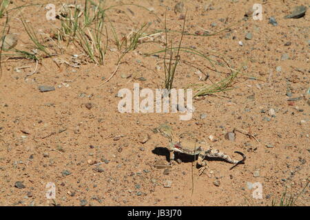 krötenkopf agame agame Stock Photo - Alamy