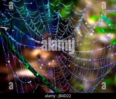 Swamp spider (landscape Stock Photo - Alamy