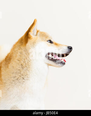 Brown shiba side profile Stock Photo - Alamy
