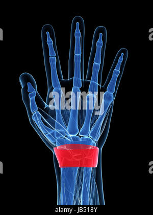 3d rendered illustration of the extensor retinaculum Stock Photo - Alamy