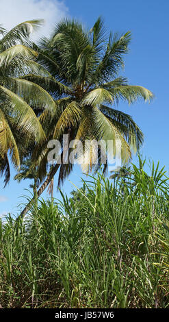 Palm Trees and Cane, Guadeloupe, Caribbean Stock Photo - Alamy
