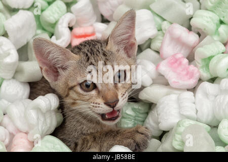 Happy cat playing with packing peanuts Stock Photo - Alamy