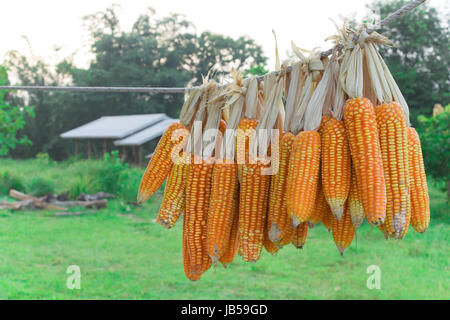 Many corn are hung on nylon rope with shed and natural background. Corn ...