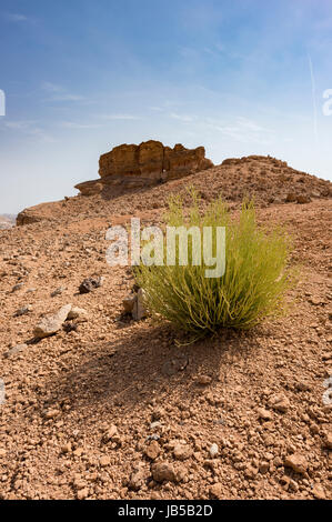 Euphorbia larica (cactus-like in appearance) is one of the commoner ...