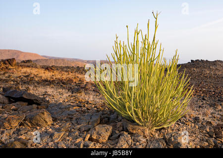 Euphorbia larica (cactus-like in appearance) is one of the commoner ...