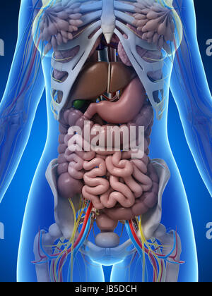 Anatomy human pancreas and duodenum cross section. Front and back views ...