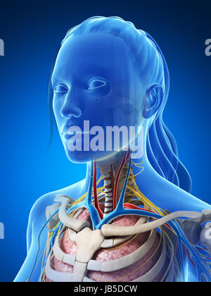 Anatomy human pancreas and duodenum cross section. Front and back views ...