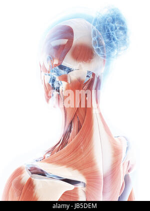 Illustration of female muscle anatomy Stock Photo - Alamy
