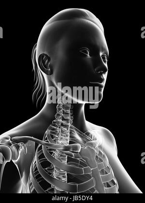 transparent female skeleton - neck Stock Photo - Alamy