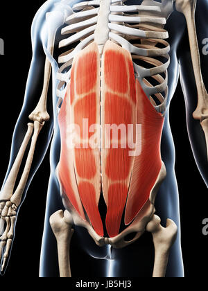 3d rendered illustration of the abdominal muscles Stock Photo - Alamy