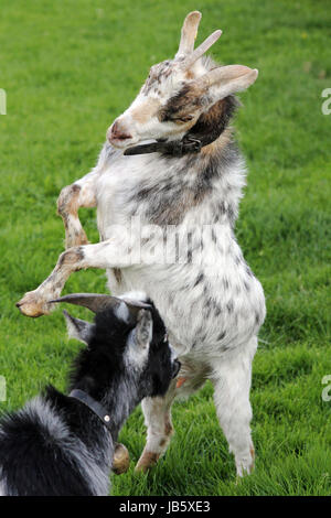 Two Goats goat fight fighting ramming battle river gorge torrent Stock ...
