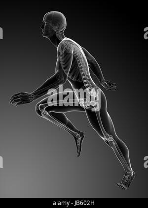 3d rendered illustration - runner anatomy Stock Photo - Alamy