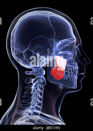 3d rendered illustration of the masseter superior muscle Stock Photo ...