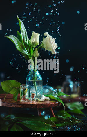 springtime flowers on dark black background. gillyflower, carnation ...