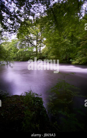 Bluebell woodland Brathay Ambleside Lake District Stock Photo - Alamy