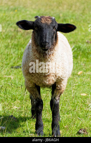 Black faced sheep with a short curly woolly fleece standing in a summer ...