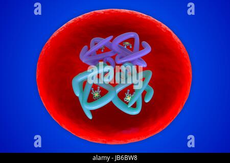 Red blood cell structure, illustration. Haemoglobin molecule inside a ...
