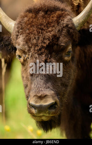 Buffalo fur Stock Photo - Alamy