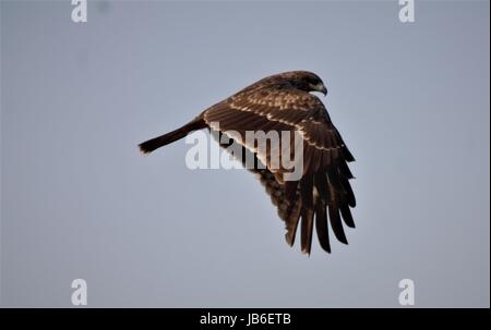 Indian Spotted Eagle - Flying - Landing Stock Photo - Alamy