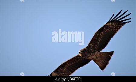 Indian Spotted Eagle - Flying - Landing Stock Photo - Alamy