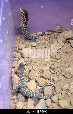 Kolkata, India. 08th June, 2017. Hatched Burmese Python in Alipore ...