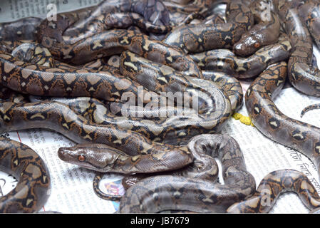 Kolkata, India. 08th June, 2017. Hatched Burmese Python in Alipore ...