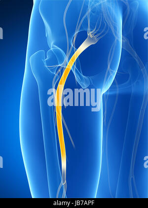 Sciatic Nerve Pain, Illustration Stock Photo - Alamy