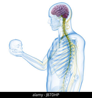 guy holding skull - visible brain and nerves Stock Photo - Alamy
