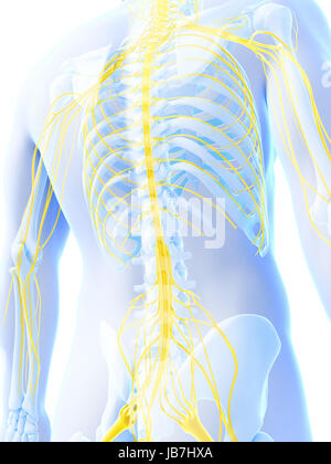 3d rendered illustration of the male nerve system Stock Photo - Alamy