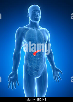 3d rendered illustration of the human pancreas Stock Photo - Alamy