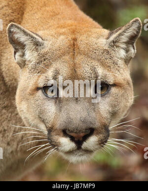Puma Face in the wild Stock Photo: 77051422 - Alamy