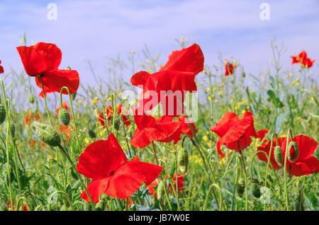 Klatschmohn - corn poppy 44 Stock Photo - Alamy