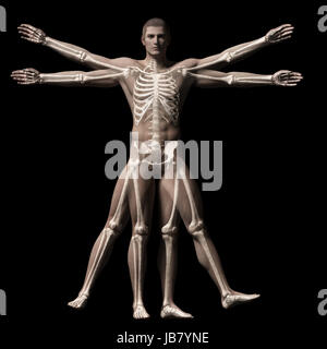 vitruvian man - skeleton Stock Photo - Alamy