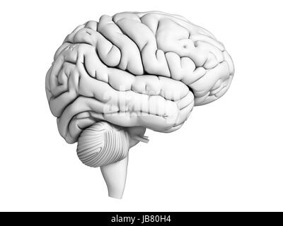 3d rendered illustration - white brian Stock Photo - Alamy