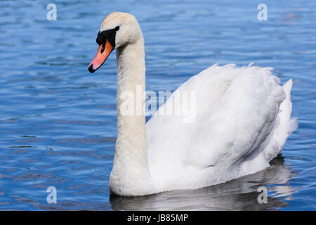 A territorial Mute Swan, Cygnus olor chasing a rival on Lake Windermere ...